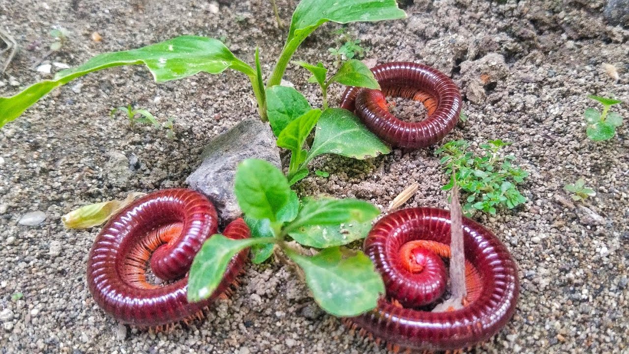 Catching luwing in the forest, luwing are also found on wood and rocks ...