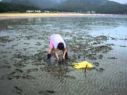 Digging shells - Muido - Incheon - Korea - YouTube