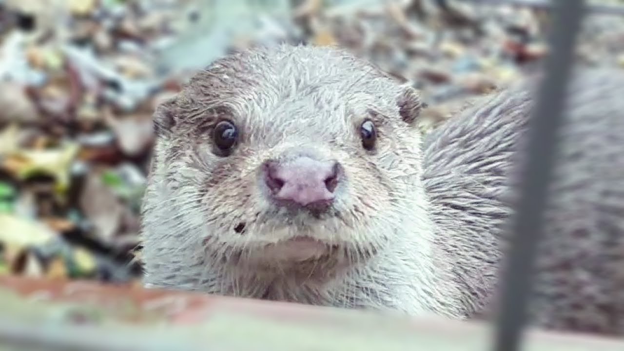 한국 수달 가족을 만났어요! (Feat.구조된 아기수달) - YouTube