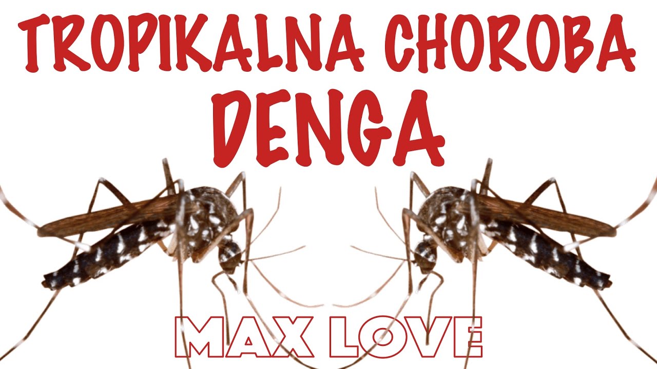 Denga Dengue Miałem 2 Razy, Czym Jest i Jak Leczyć Tropikalna Choroba ...