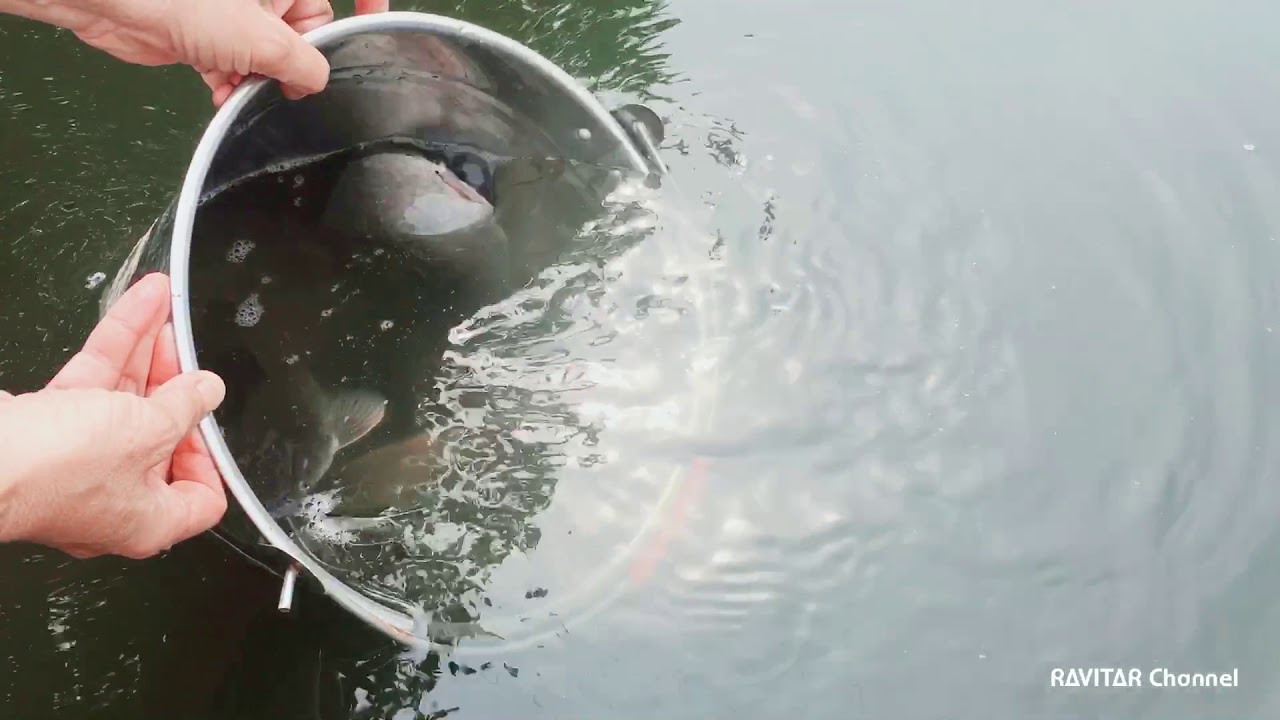 Release fish WAT SING .27Mar2018 - YouTube