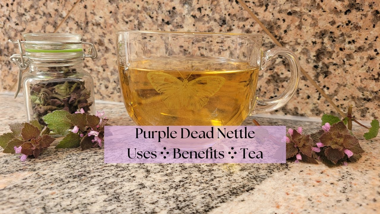 Purple Dead Nettle | Uses | Benefits | Tea - YouTube