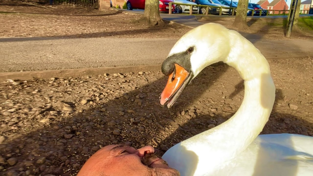 Laying with our Swan family - Chill time 🥰 - YouTube