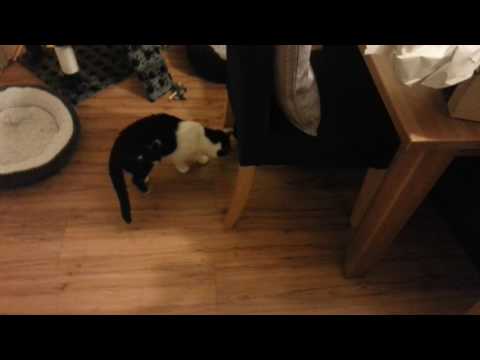 Cats going mad crazy for a little white mouse