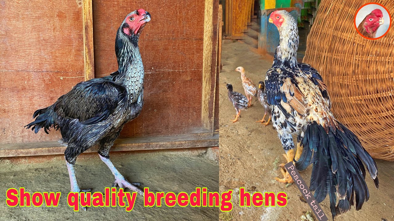 Parrot beak fantail breeding hens || @NayakAseelBreeds - YouTube