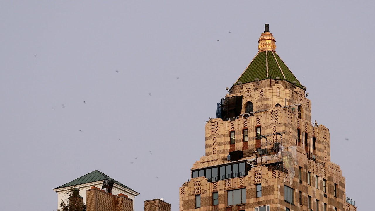 2020-10-17 Chimney Swifts - YouTube