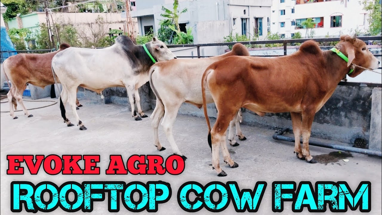 EVOKE AGRO One & Only Rooftop Cow Farm In Dhaka City . - YouTube