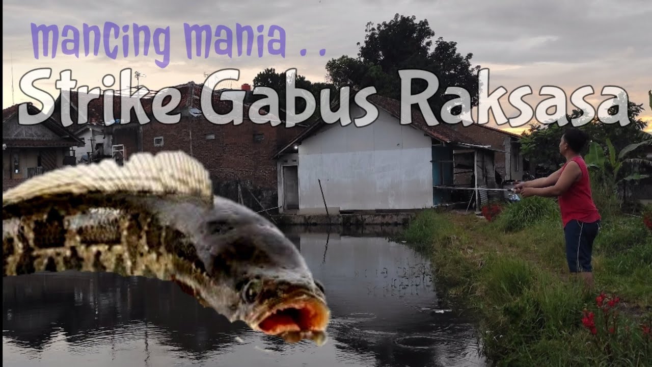 MANCING [mania] DELEG / GABUS - Strike Gaess - YouTube