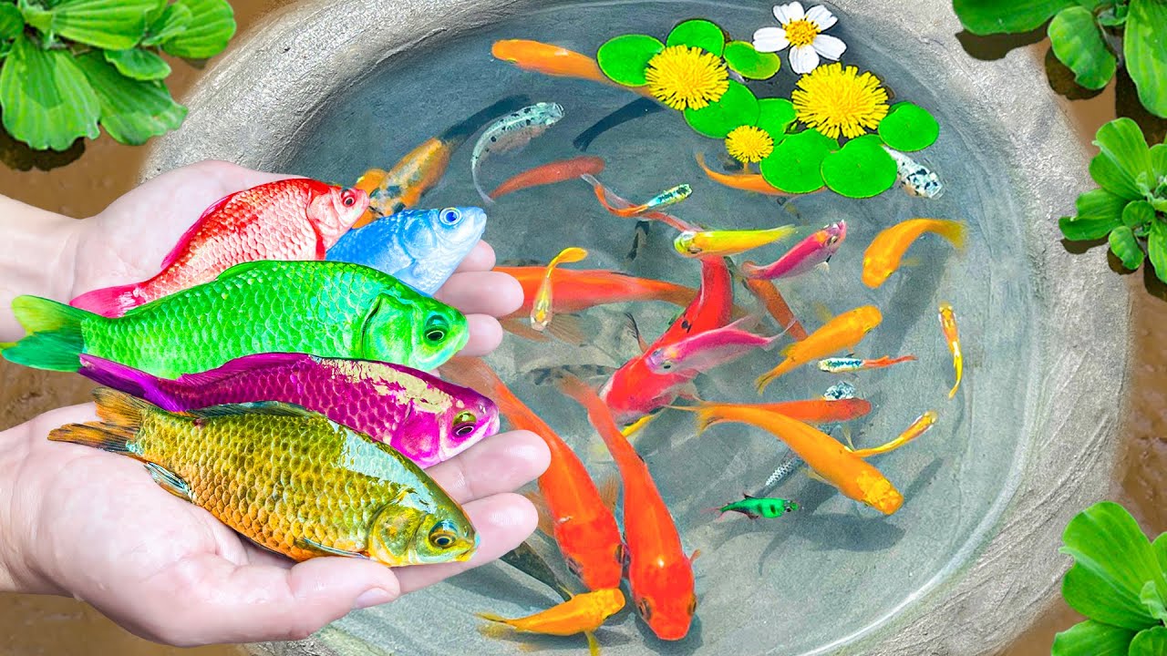 Amazing Catch Colorful Ornamental Fish In Eggs, Turtles, Koi Fish ...