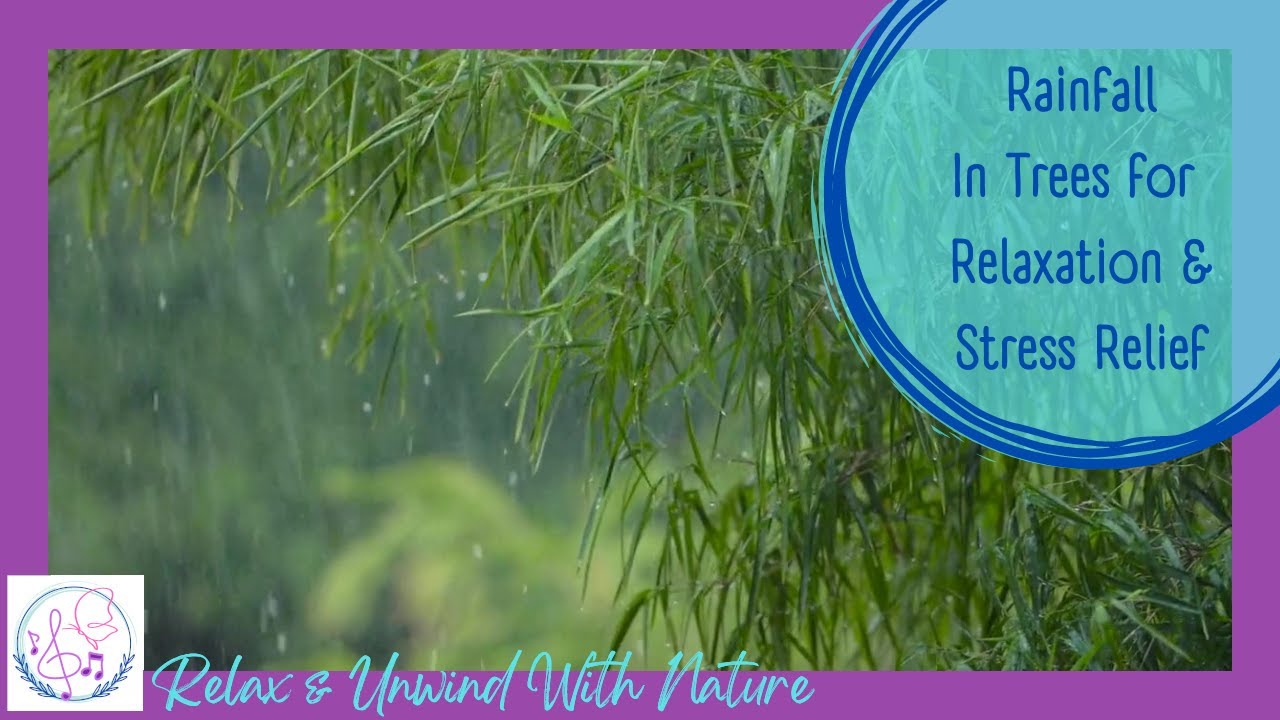 Rain In Trees Sounds | Rainfall on Leaves For Sleep | Ambient Raindrops ...