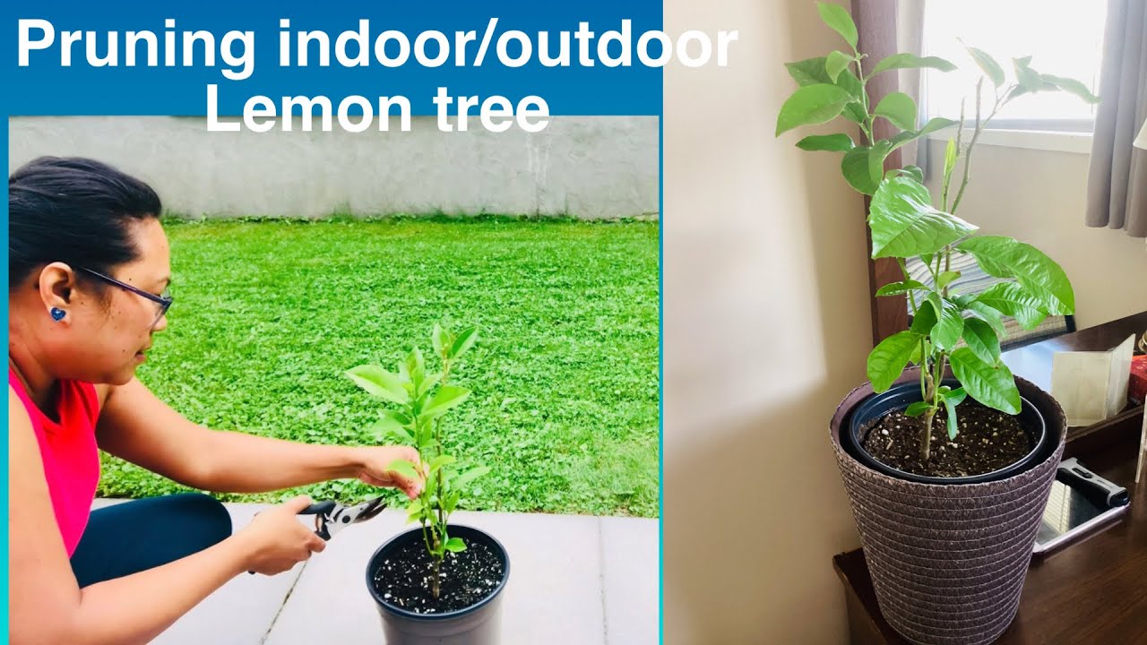 Pruning of my indoor/outdoor lemon tree - YouTube