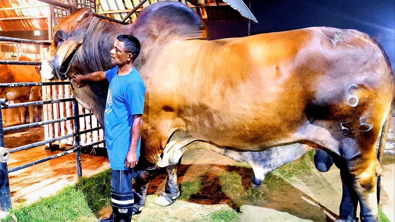 Biggest bull and little man - YouTube