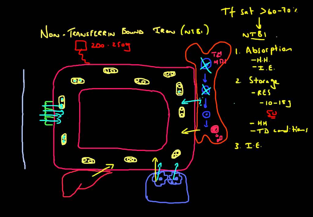 Mechanisms of Non-Transferrin Bound Iron (NTBI) Generation (NTBI Part 2 ...