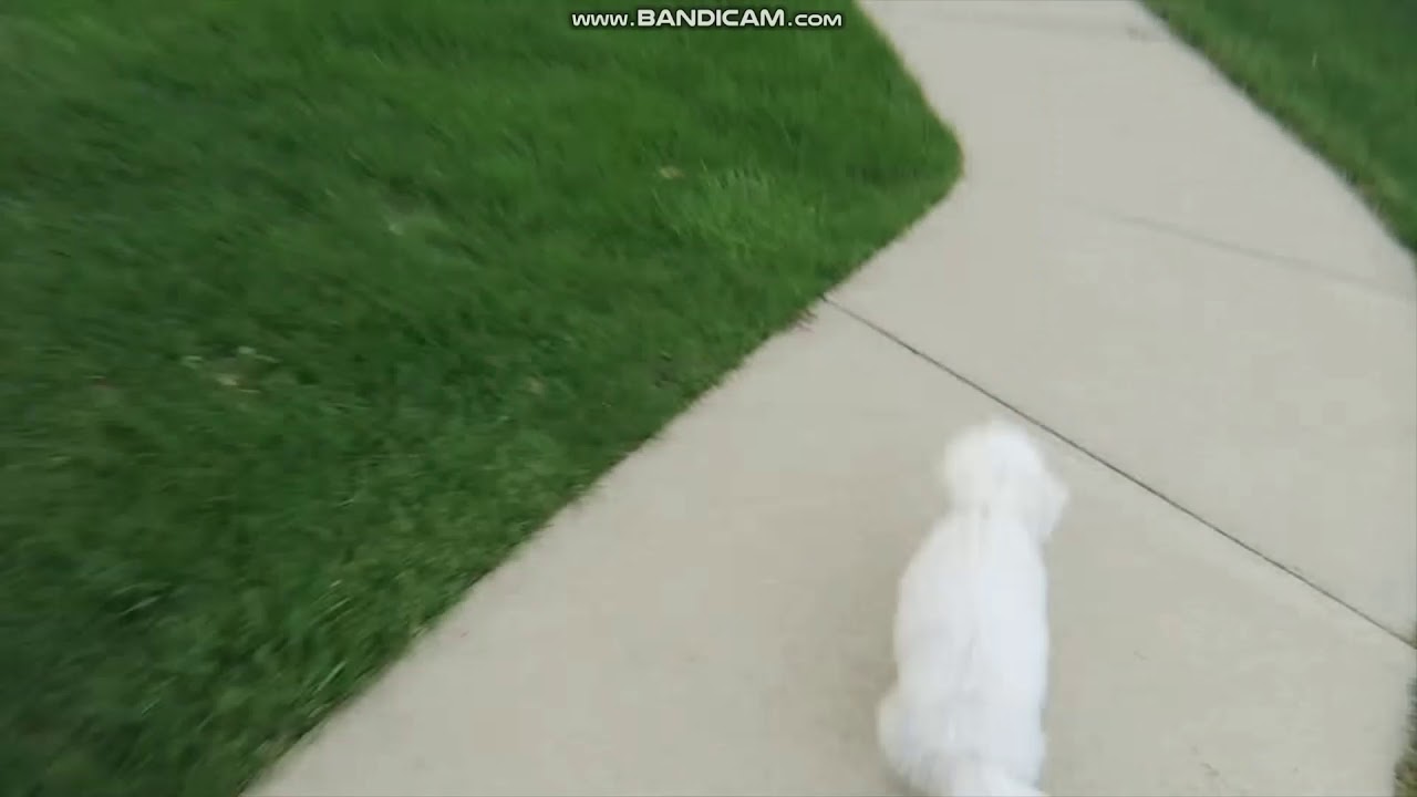 QUINCY THE DOG RUNS AWAY - YouTube