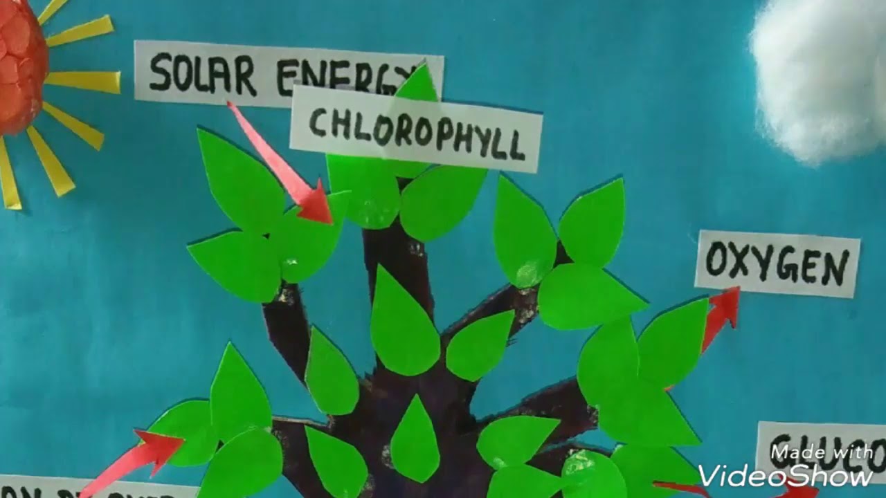 Mechanism of photosynthesis science model - YouTube