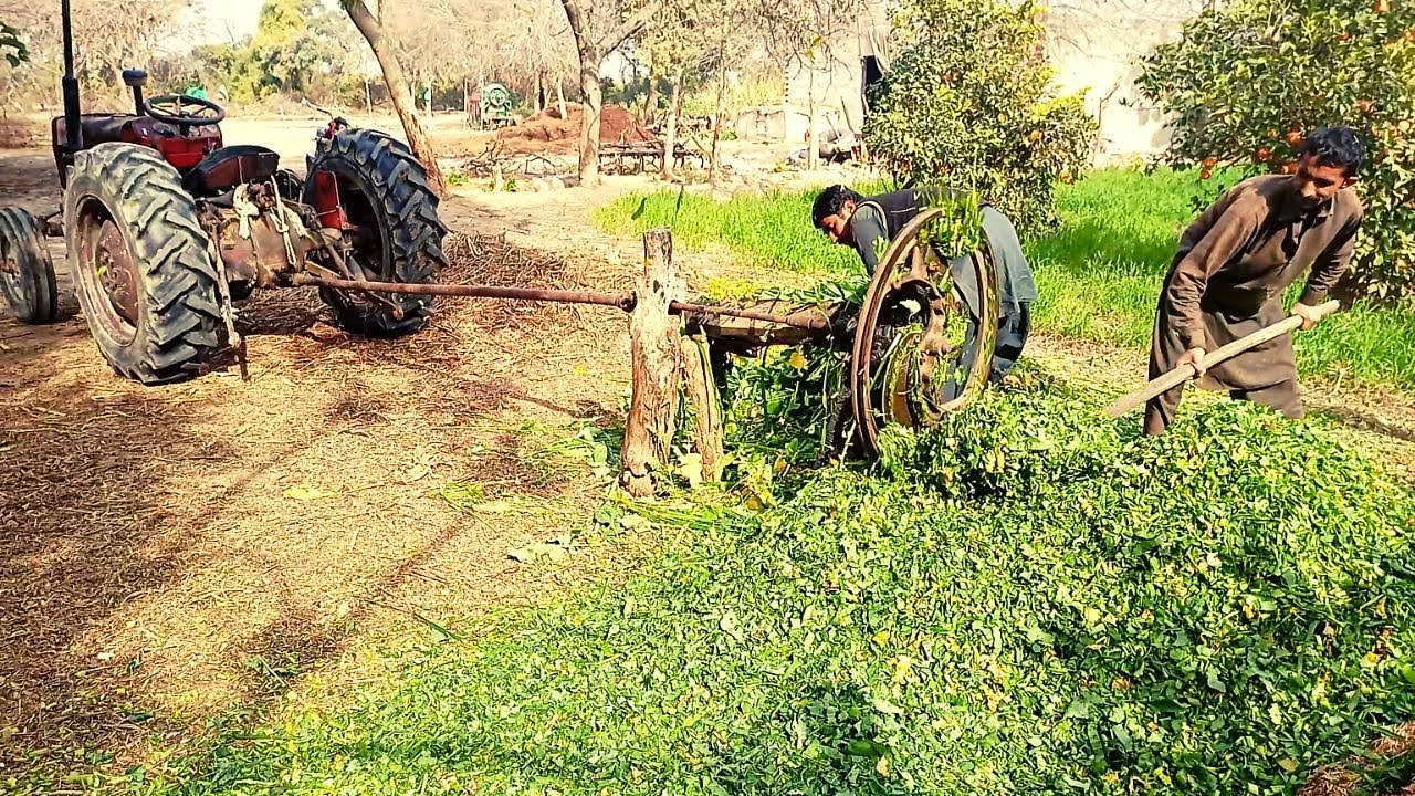 Chaff Fodder Cutting With Help Of Tractor And Toka Machine | Punjab Moj ...