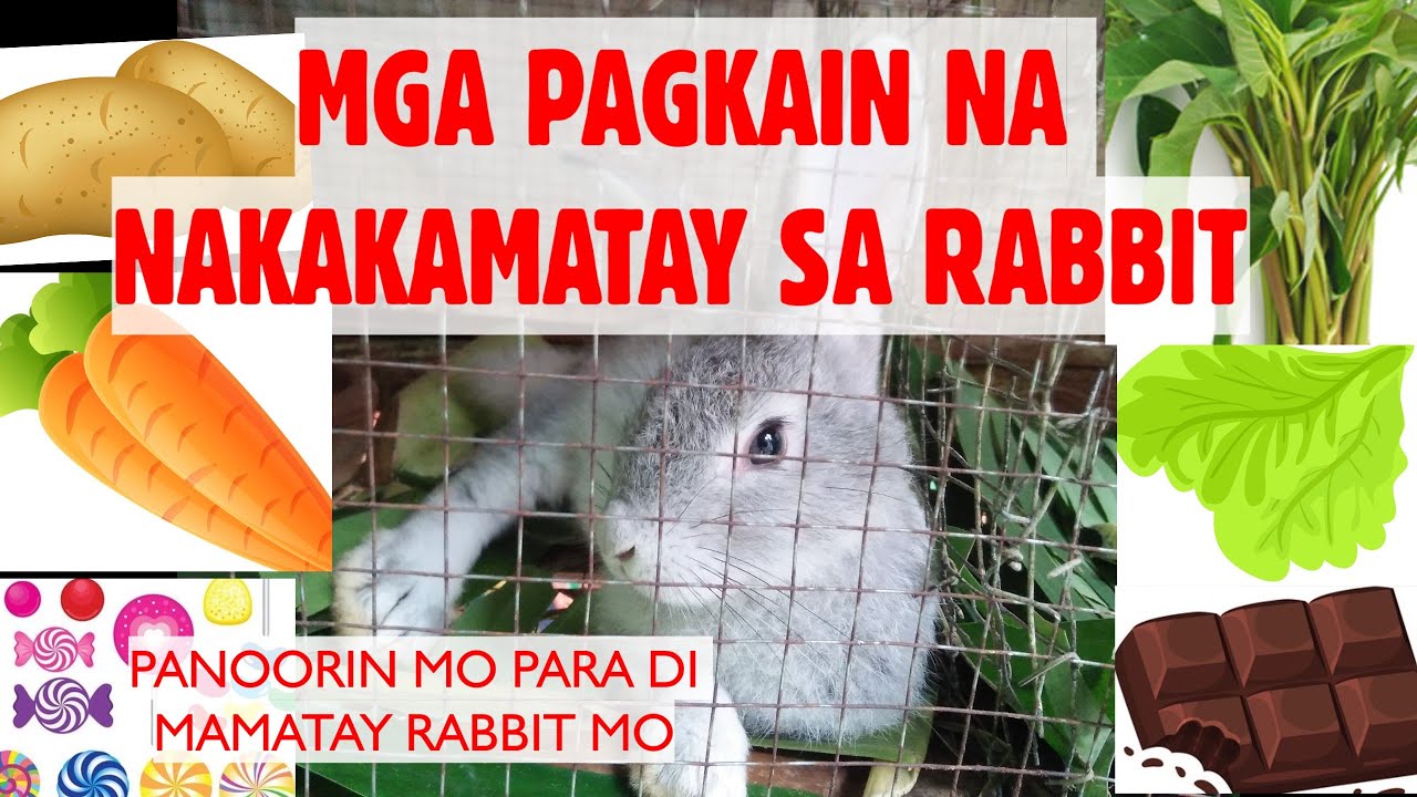 PAGKAIN NA NAKAKAMATAY SA RABBIT | PAGKAIN NA BAWAL SA RABBIT | RABBIT ...