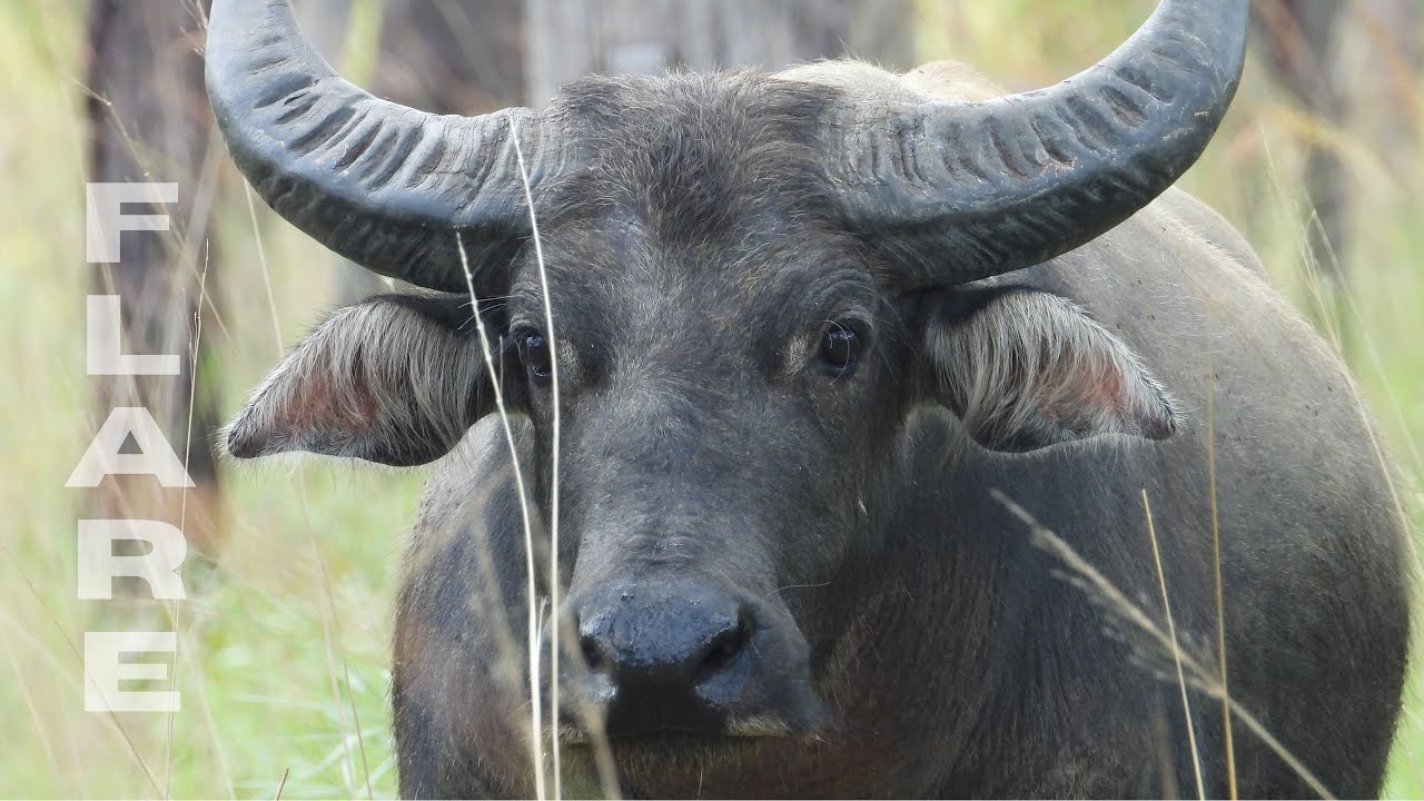 Young NT Water Buffalo Bull on Top Road - YouTube