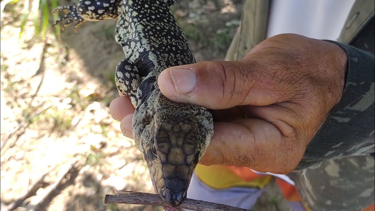 Mostrando um filhote de lagarto Tejo ( teiú ) - YouTube