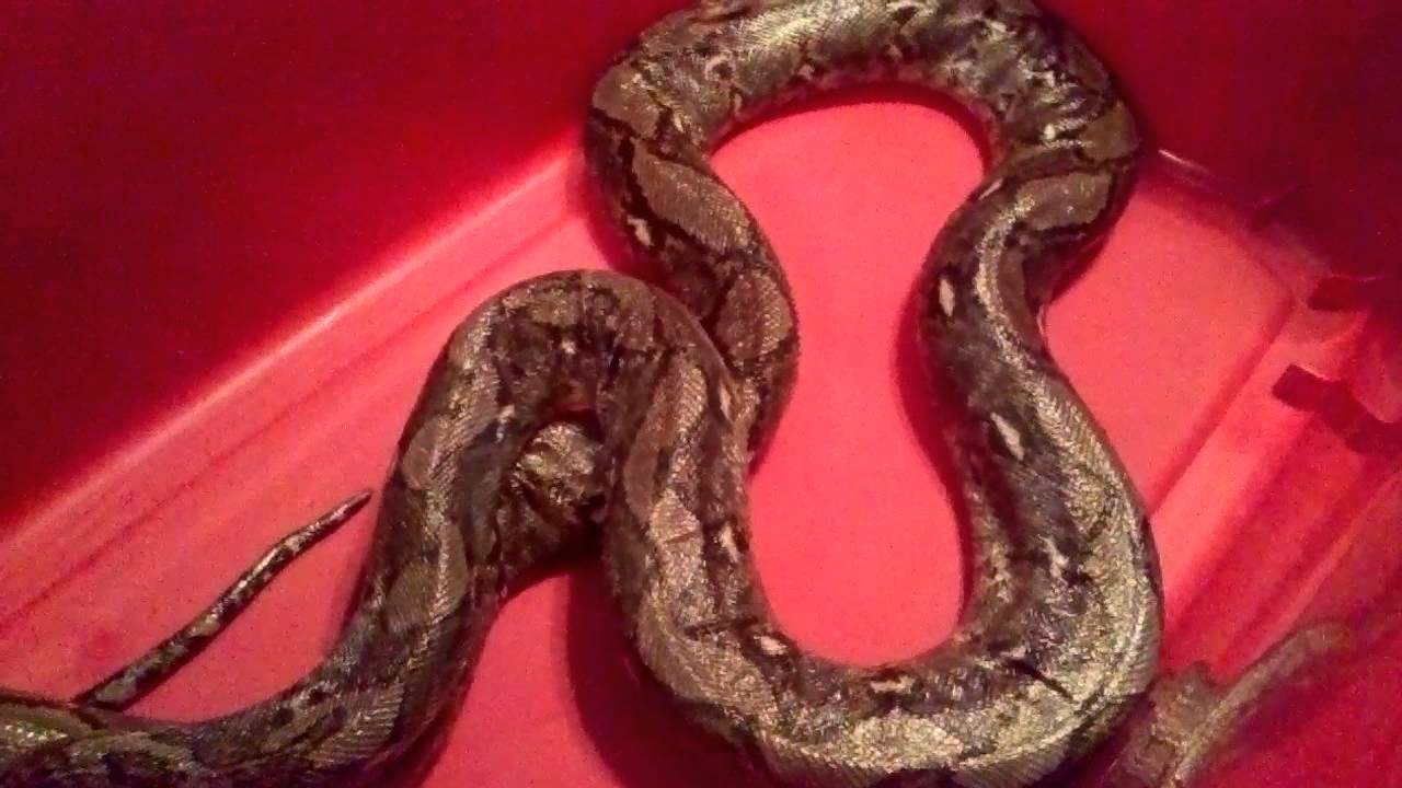RIP Lucky, my beautiful reticulated python - YouTube