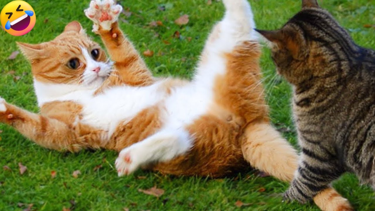The most DRAMATIC CATS in the world 😂 Funny Cat Videos 😹 - YouTube
