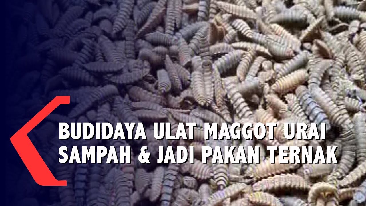 Budidaya Ulat Maggot Urai Sampah dan jadi Pakan Ternak - YouTube