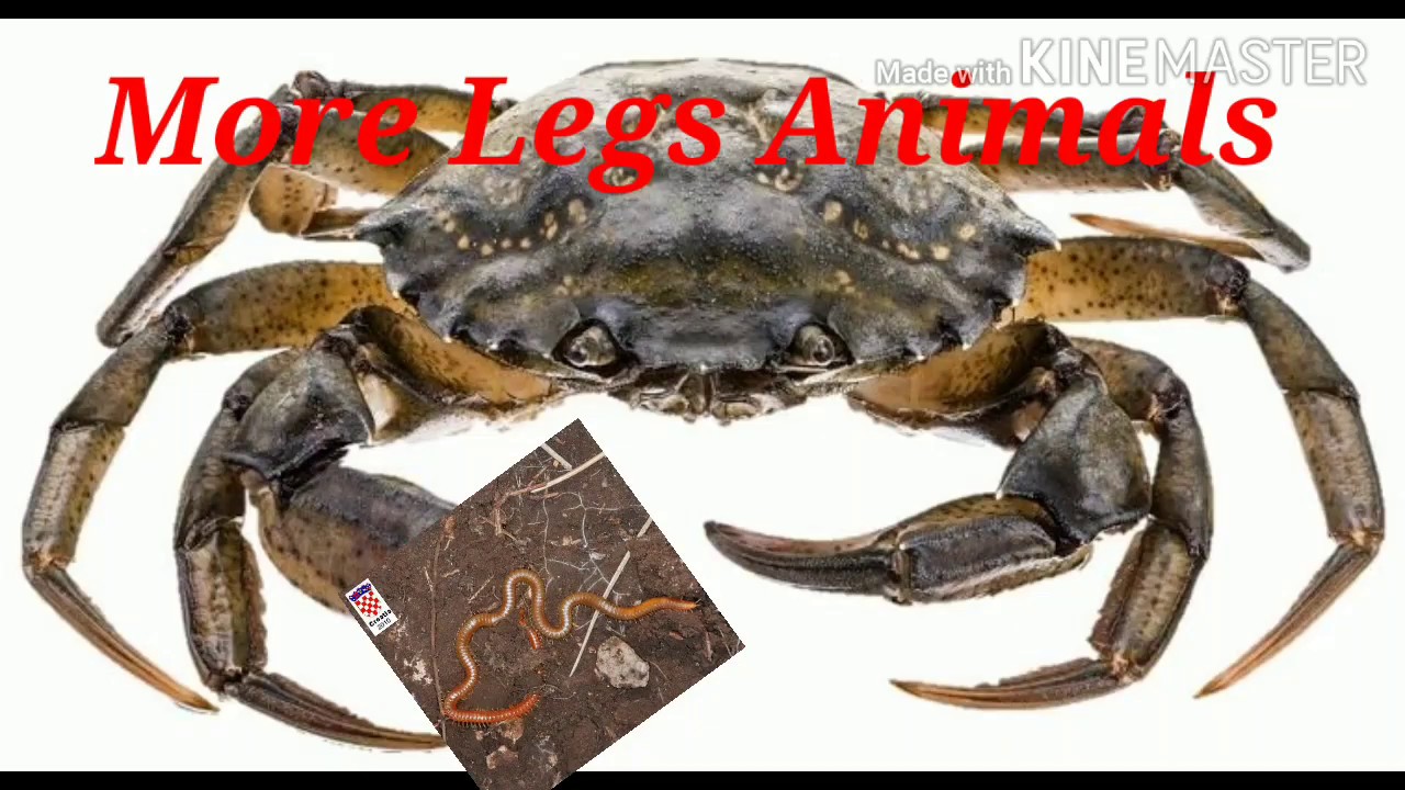 Top Ten More Legs Animals - YouTube