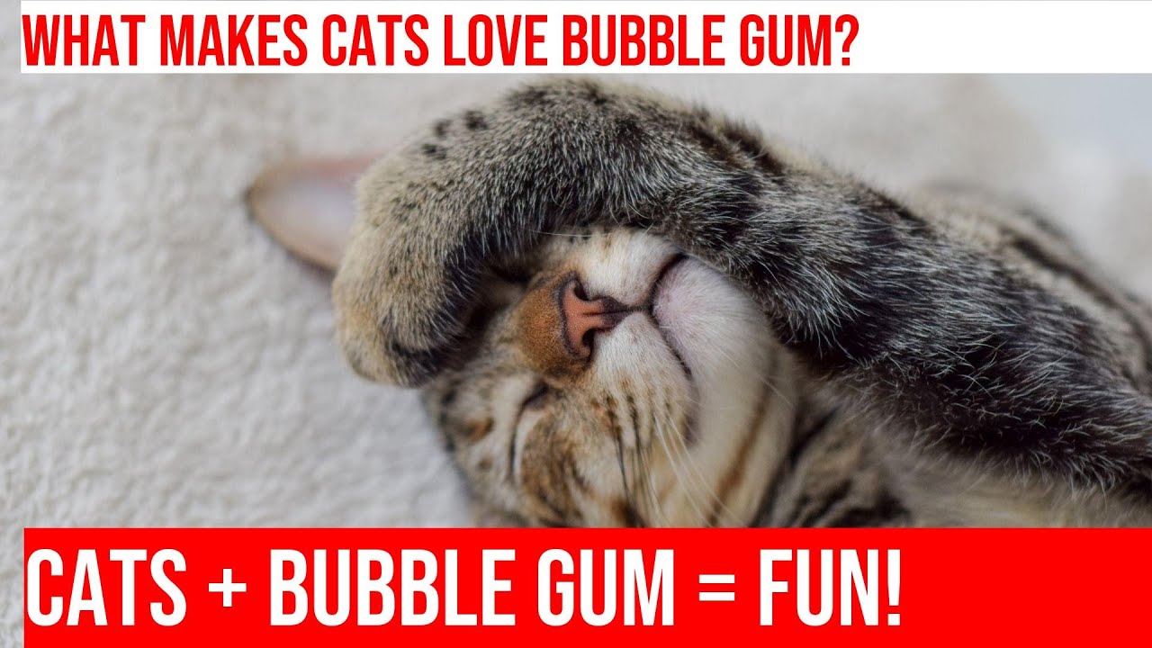 Cats and Their Bubble Gum Obsession: The Bubble Burst! - YouTube