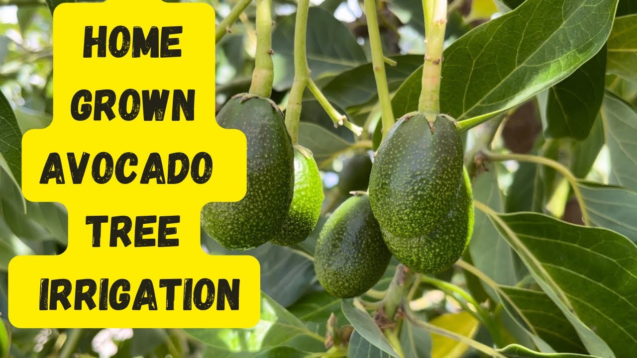 Growing Avocado Trees During A Heatwave - Irrigate Early | Multi ...
