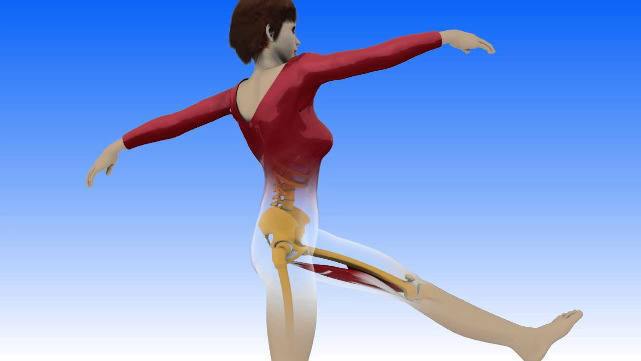 Neuroanatomy. Flexibility: neurophysiological bases (1) - YouTube