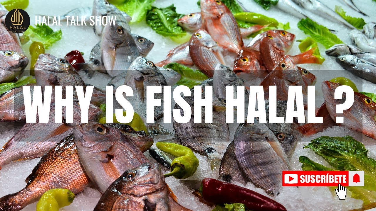 Why Is Fish Halal? | Understanding Halal Seafood in Islam 🐟 | Halal ...