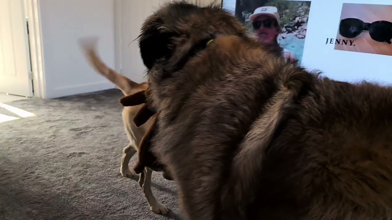 A LABRADOR & A LEONBERGER PLAYING IN THEIR NEW HOME 🏡 - YouTube