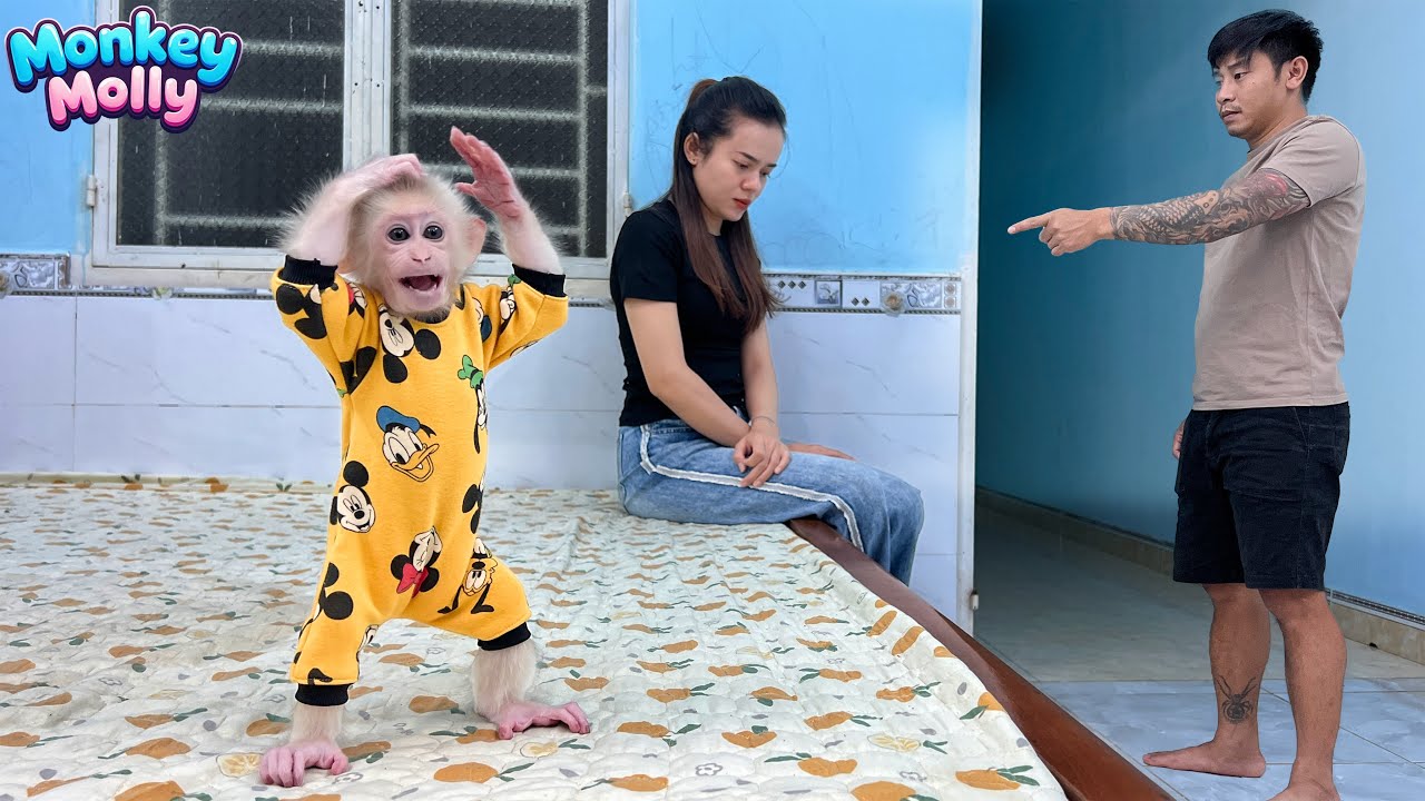 The appearance of a difficult husband to monkey molly and mom - YouTube