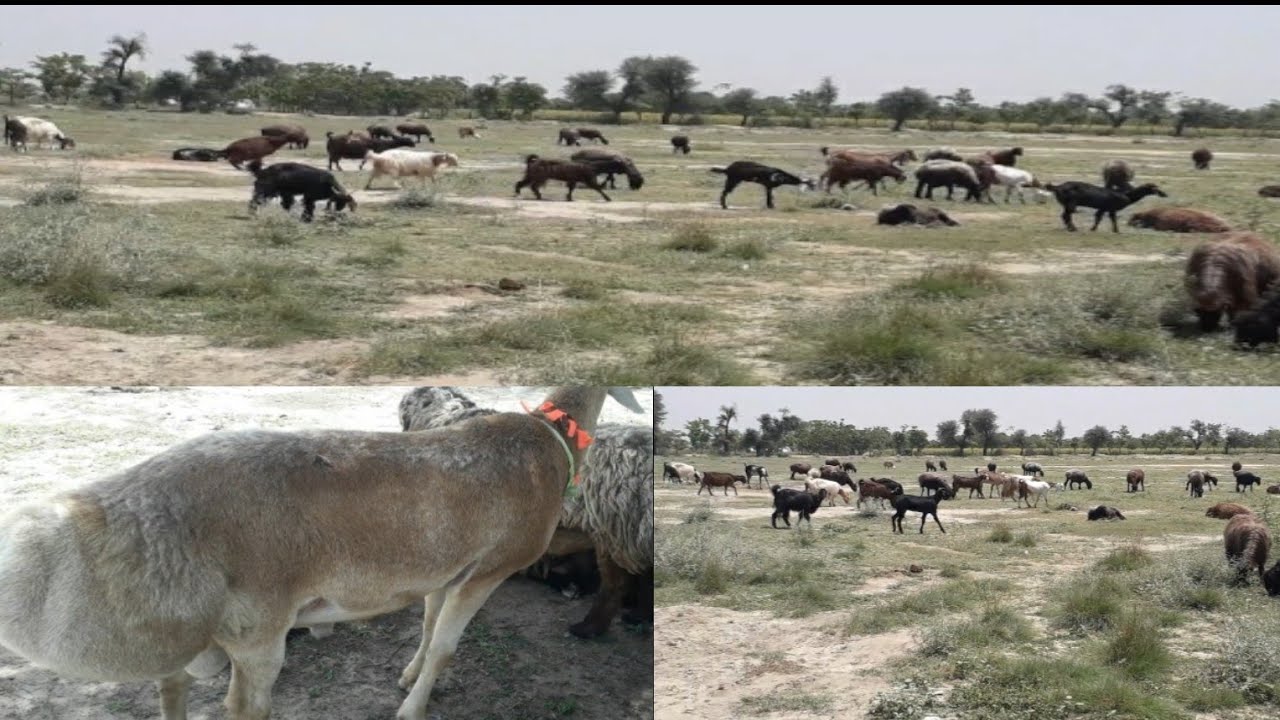 Rams Male sheep Breeder | farm animals sheep Goats and lambs | Big ...