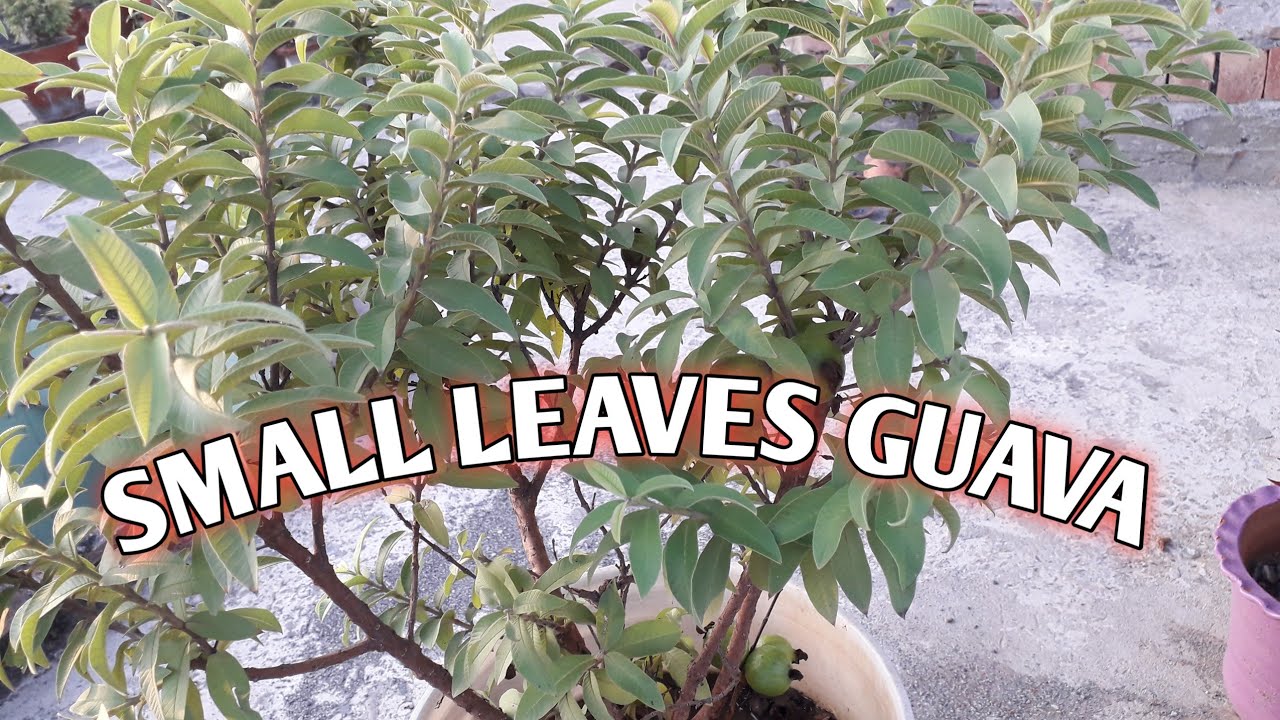 HOW TO CARE SMALL LEAVES GUAVA // CHINESE GUAVA - YouTube