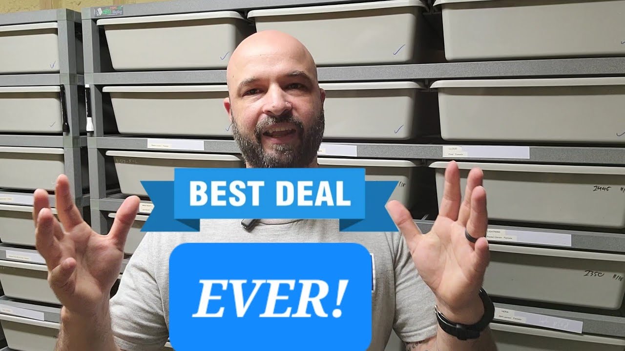 Story Time: The Best Ball Python Deal I Ever Got! - YouTube