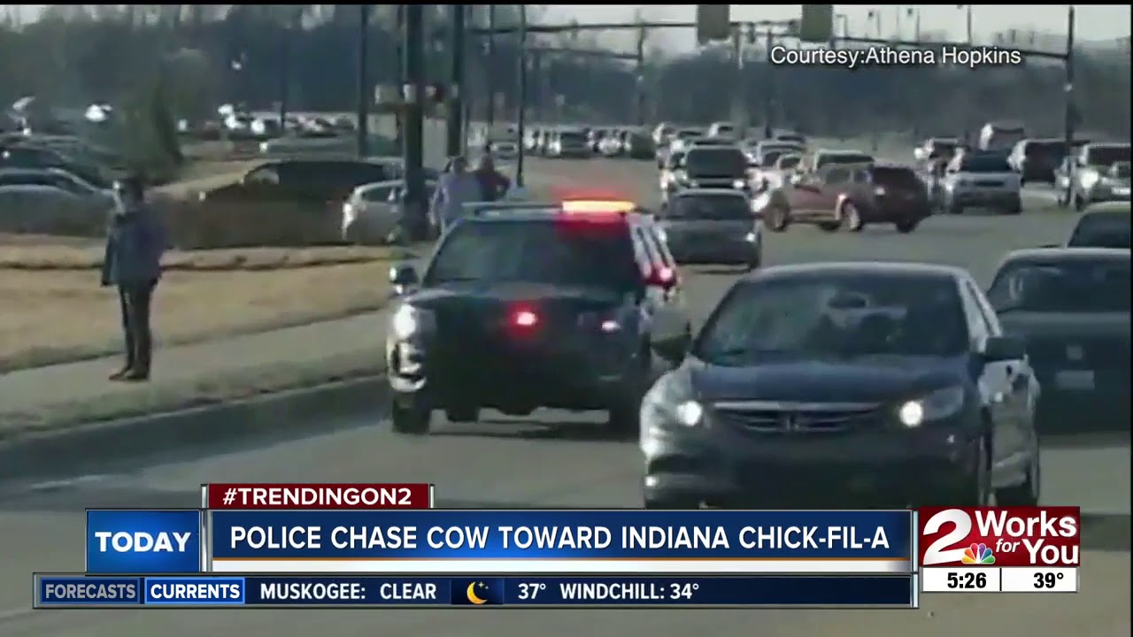 Police chase cow towards Indiana Chick-fil-A - YouTube