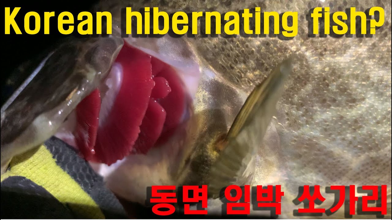 Do you know Korean hibernating fish? 동면 임박 쏘가리 - YouTube