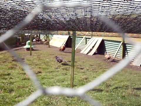 ALEXS BIRDS - ONE OF THE PHEASANT PENS - YouTube