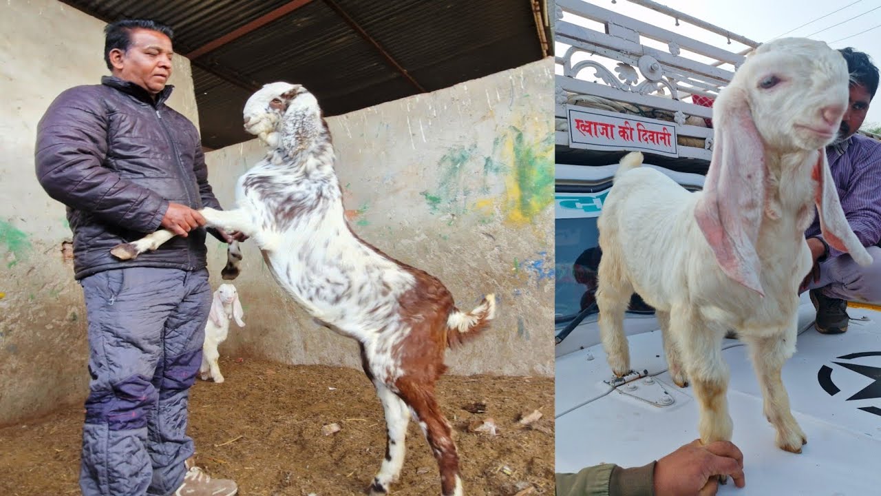 GUJRI GOAT GUJRI BAKRA MAKHI CHENA QUALITY ME SOJAT GULABI QUALITY KIDS ...
