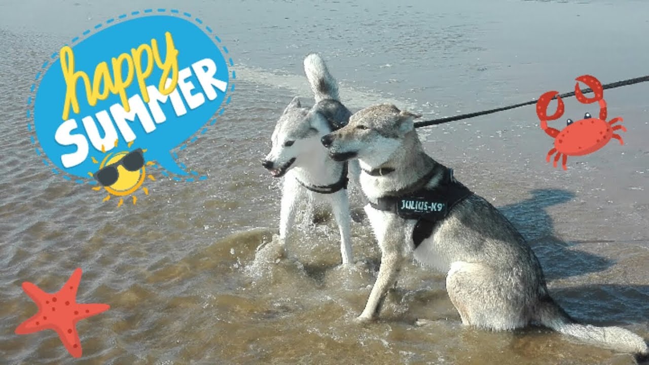 Taking our dogs to the beach! Wet paws and fun!🐾 - YouTube