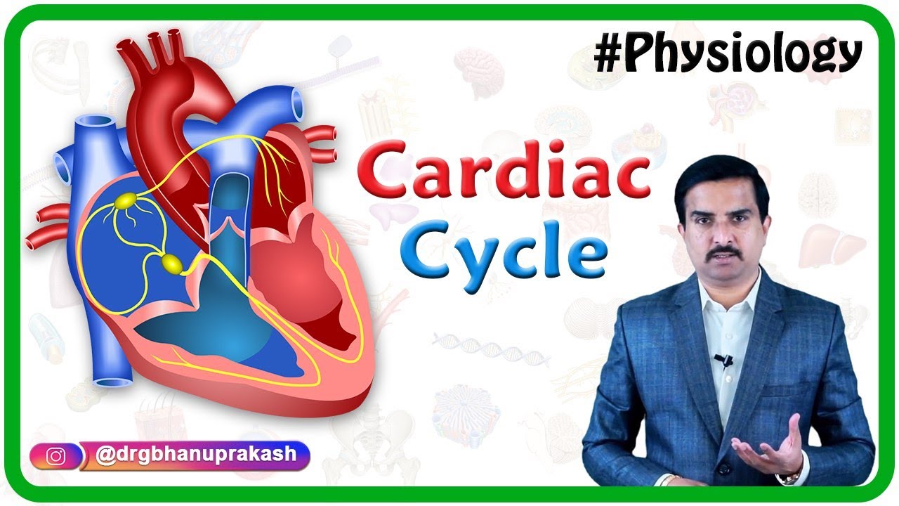 The Cardiac Cycle Animation - YouTube