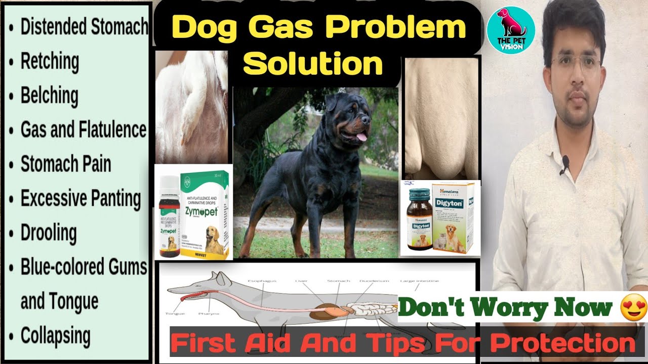 gas problem in dogs || डॉग के पेट में गैस का इलाज || bloat in dogs ...