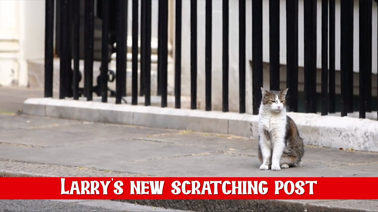 Larry, The Downing Street Cat - Eyeing up his new Scratching Post - YouTube