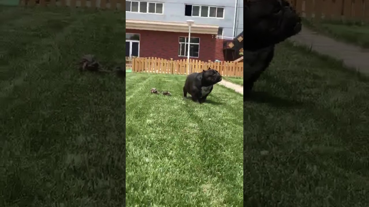 The Most Expensive Bully That was ever sold (Bolow) - YouTube