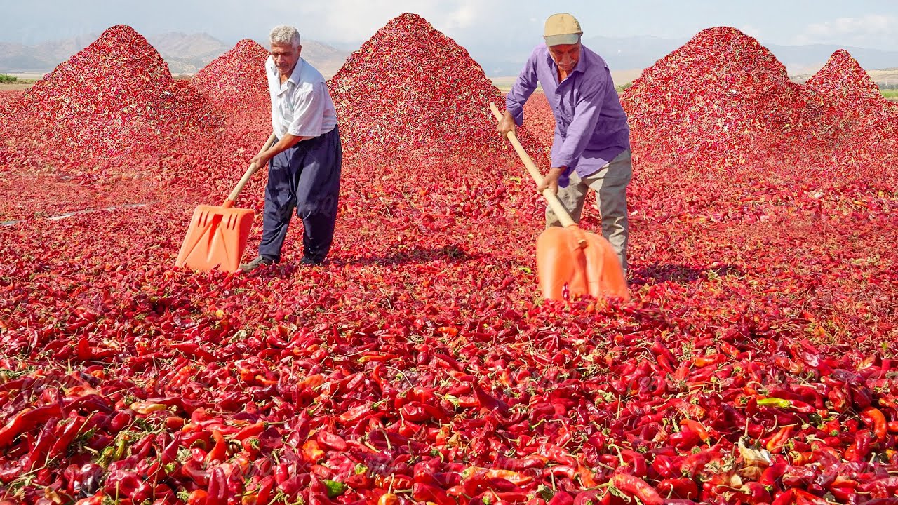 Inside Massive Farm Harvesting & Processing Billions of Hot Peppers ...