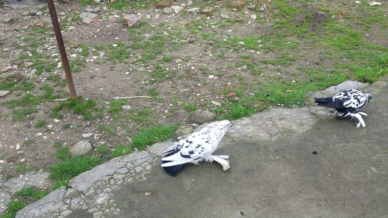 Pellumba Pigeon 7 Fier Albania - YouTube