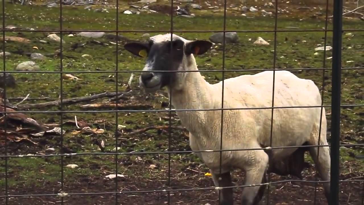 Screaming Sheep - YouTube