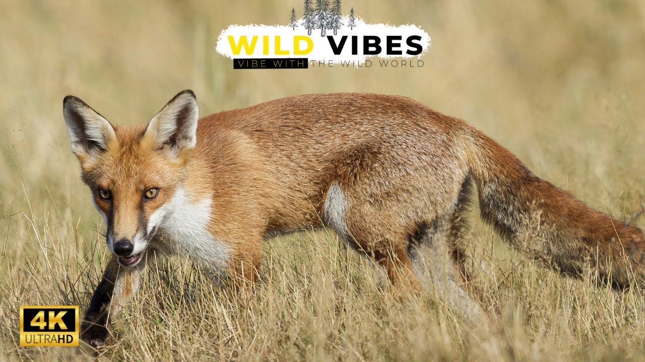 Wild Vibes | Wild Fox Hunting | Endangered swift fox kits in Canada ...