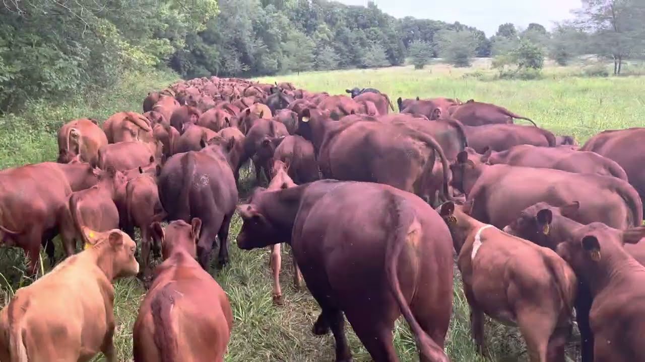 Our cow mob move onto 80 day rested paddock with long temporary lane ...